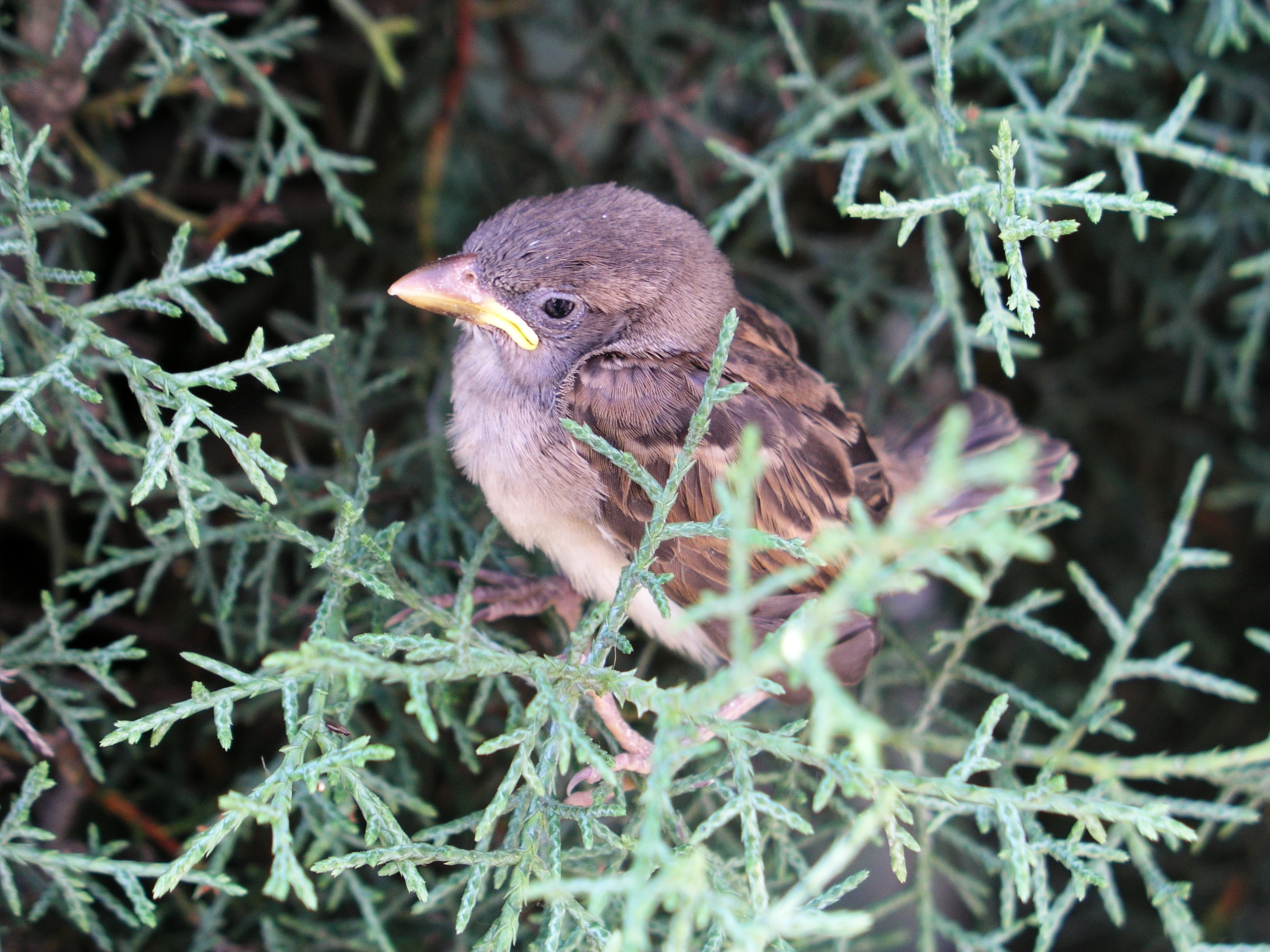 FSC证书公开查询系统新版上线 | Forest Stewardship Council